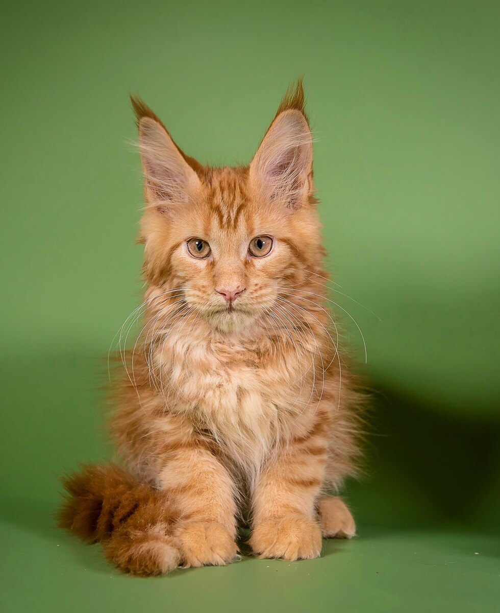 Sam Red Tabby/ Sold - Mega Coons Cattery